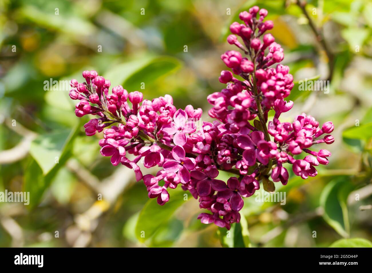 Beautiful lilac purple flowers blooming in the garden Stock Photo - Alamy