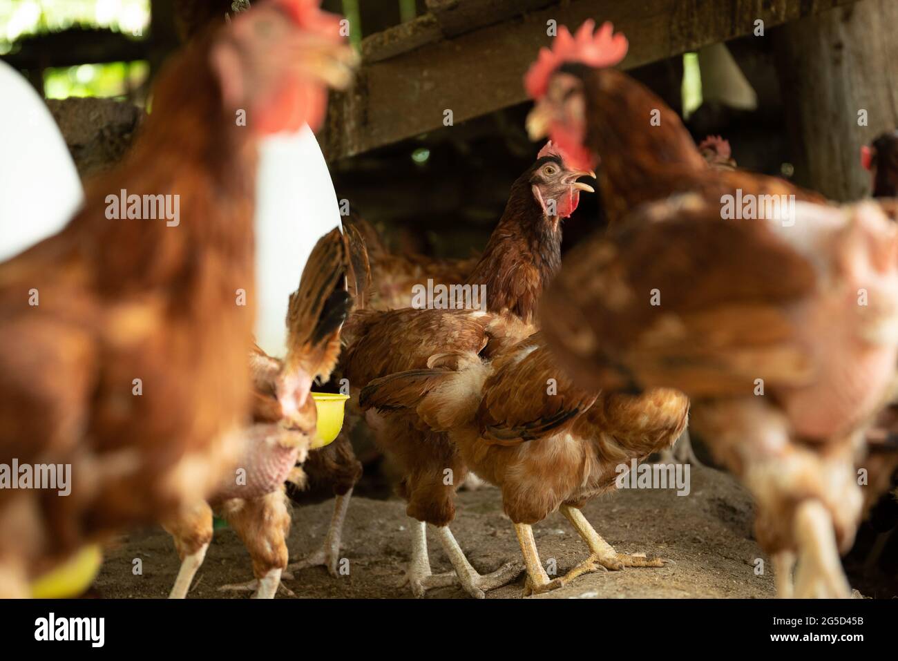 Hens in bio farm.,Chickens in farm at day Stock Photo - Alamy