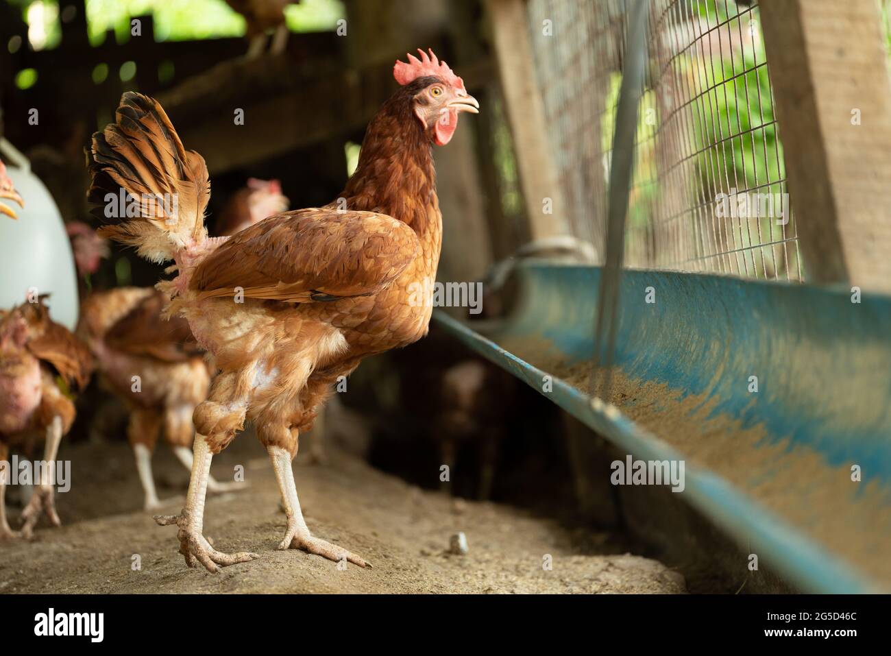 Hens in bio farm.,Chickens in farm at day Stock Photo - Alamy