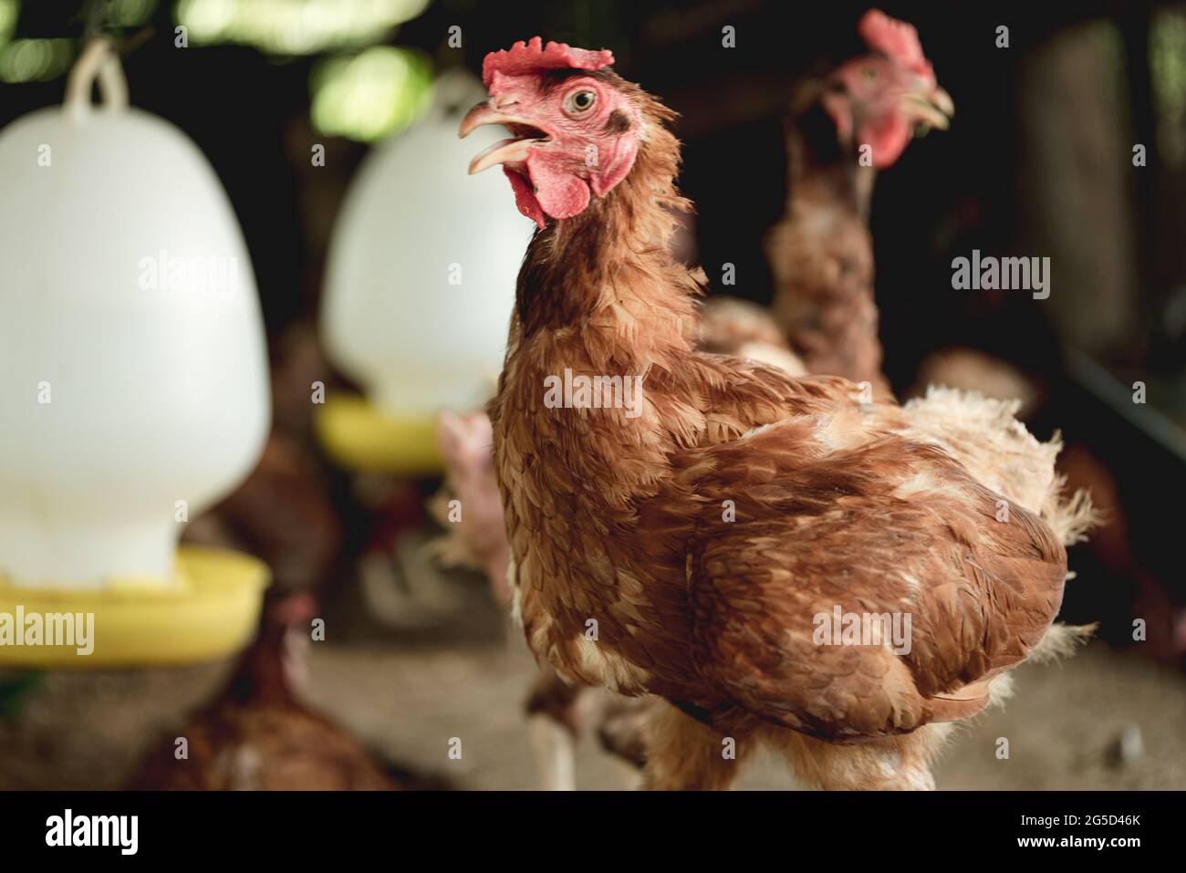 Hens in bio farm.,Chickens in farm at day Stock Photo - Alamy