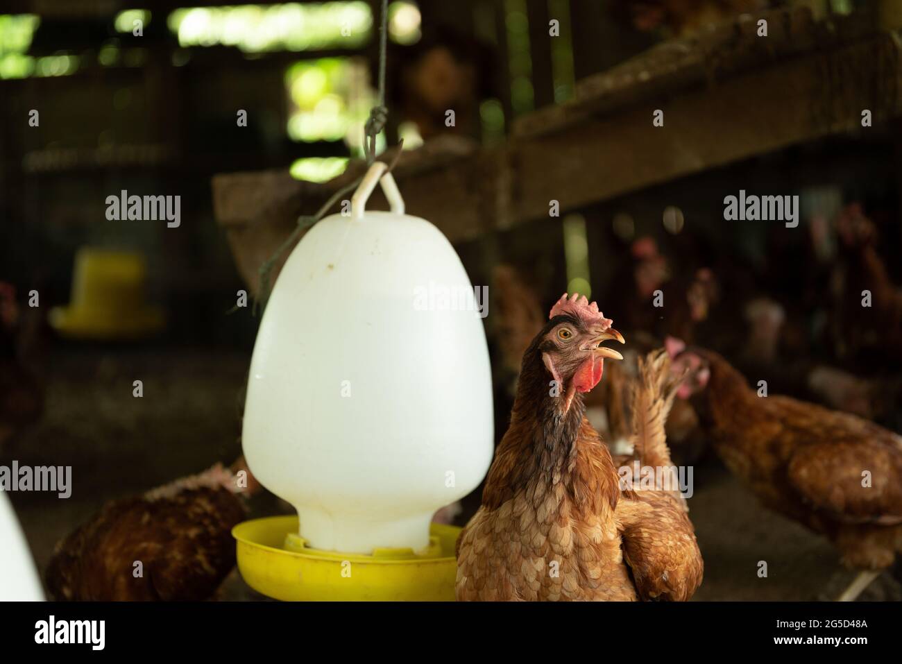 Hens in bio farm.,Chickens in farm at day Stock Photo - Alamy