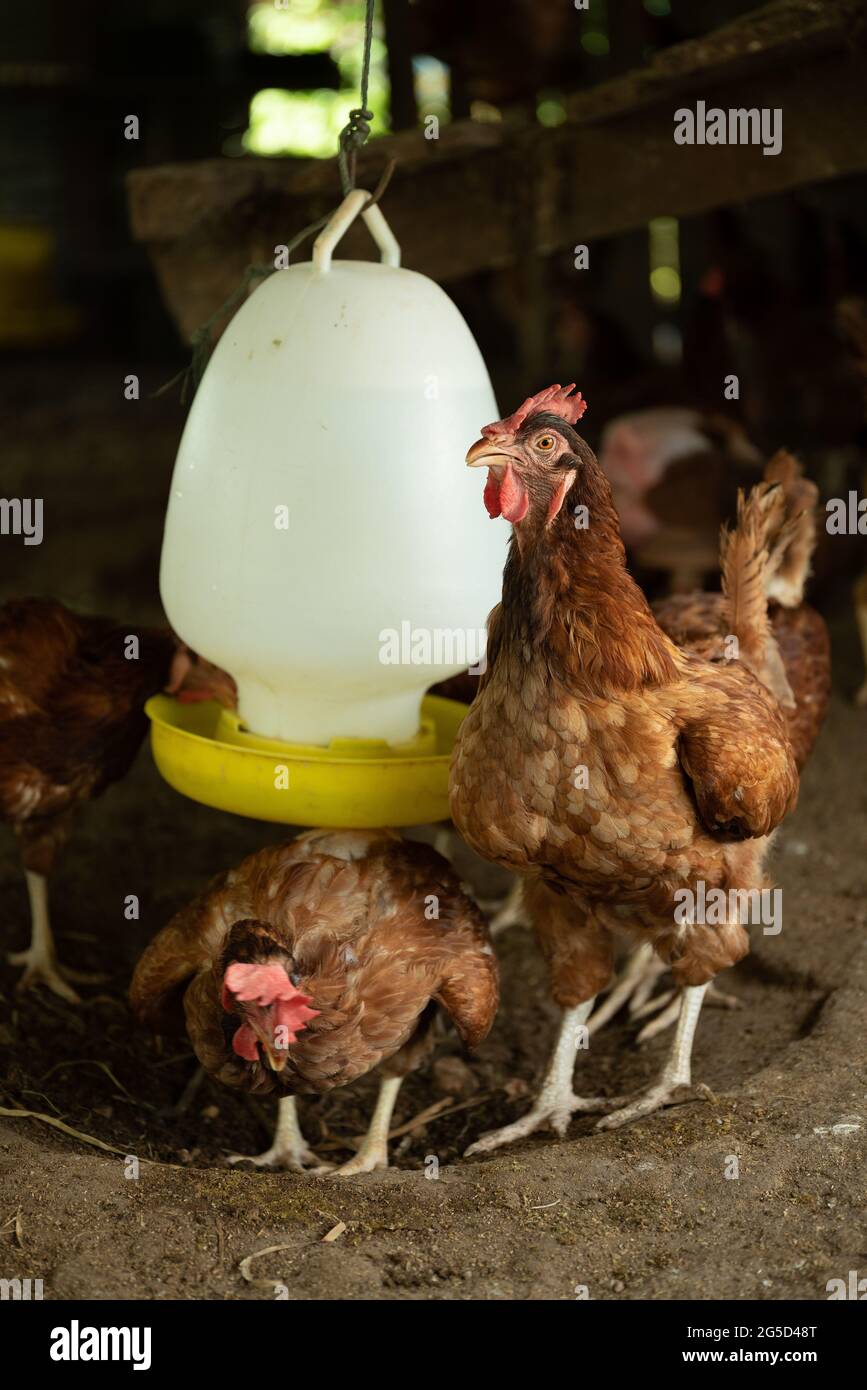 Hens in bio farm.,Chickens in farm at day Stock Photo - Alamy