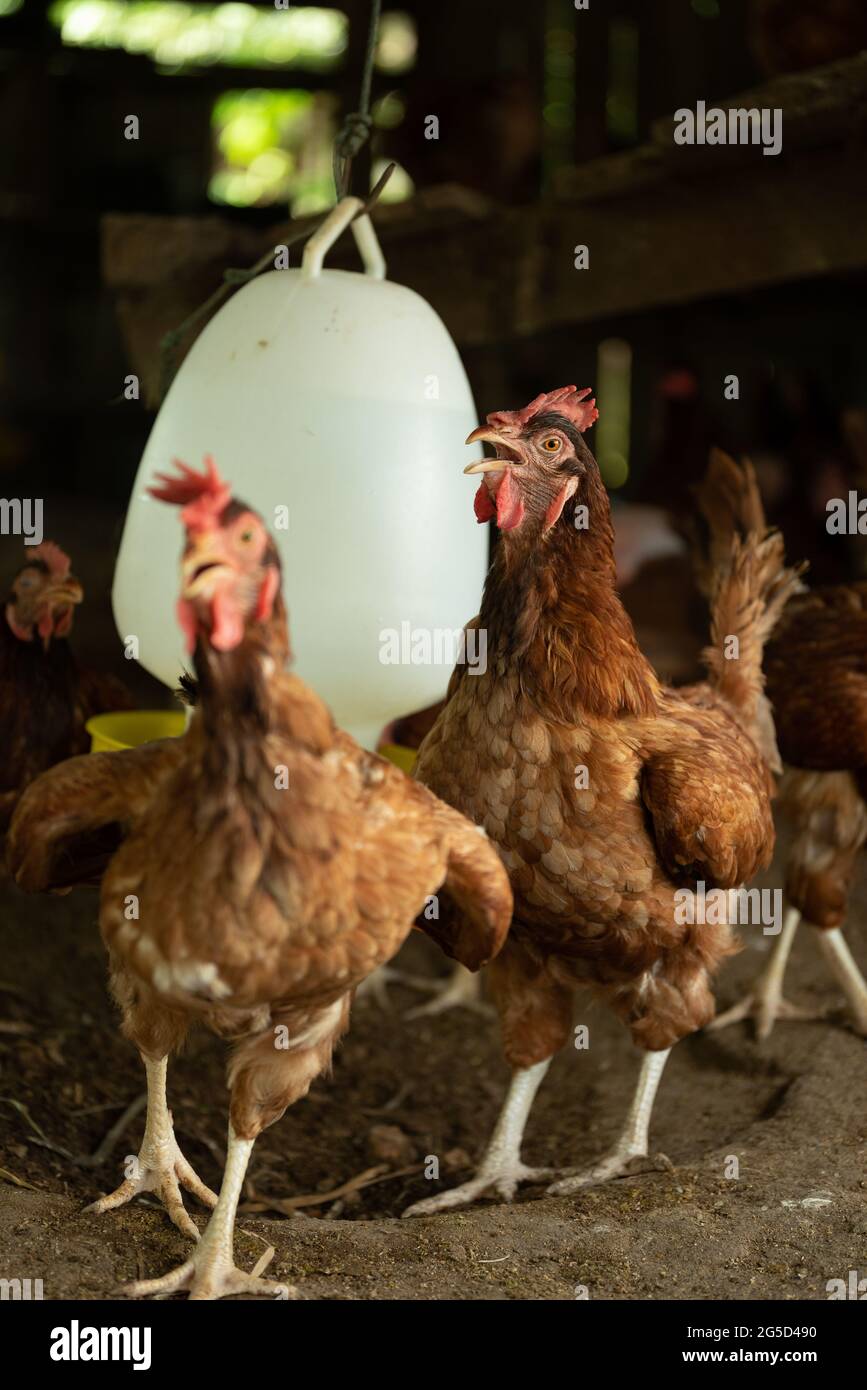 Hens in bio farm.,Chickens in farm at day Stock Photo - Alamy