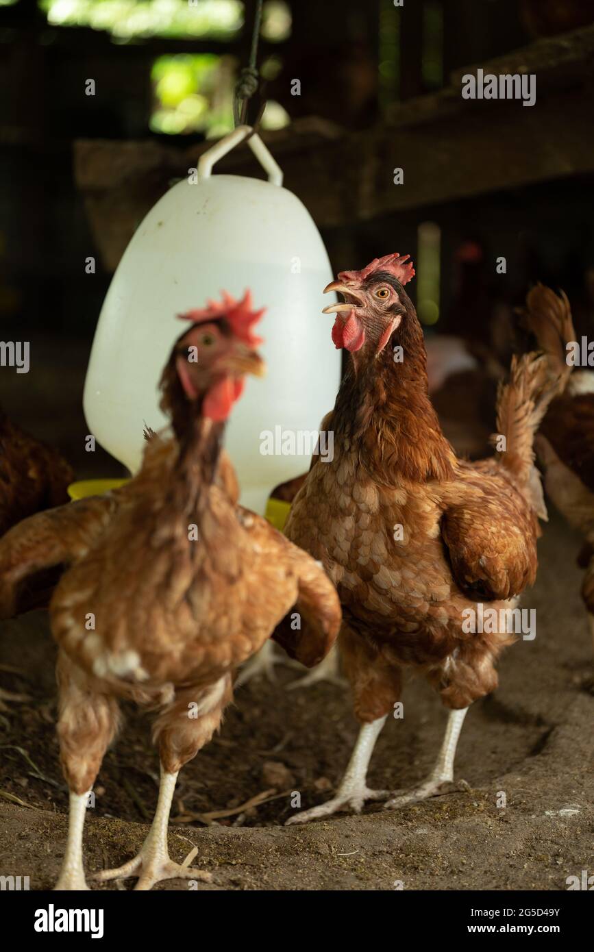 Hens in bio farm.,Chickens in farm at day Stock Photo - Alamy