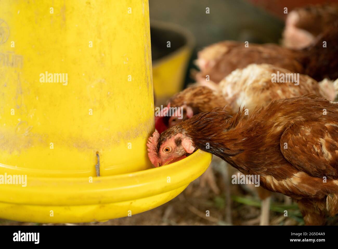 Hens in bio farm.,Chickens in farm at day Stock Photo - Alamy
