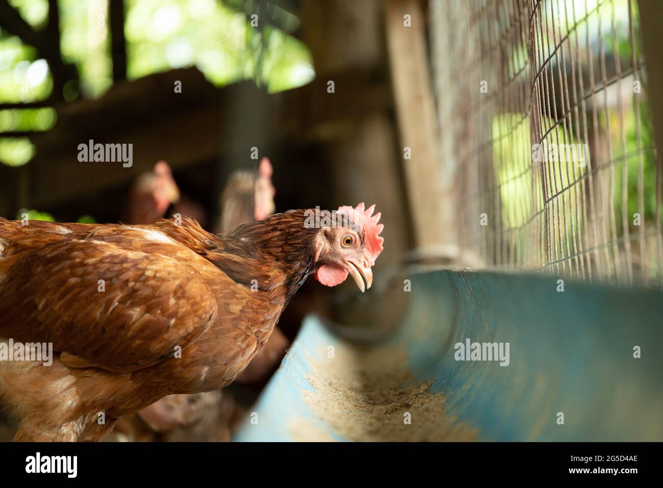 Hens in bio farm.,Chickens in farm at day Stock Photo - Alamy