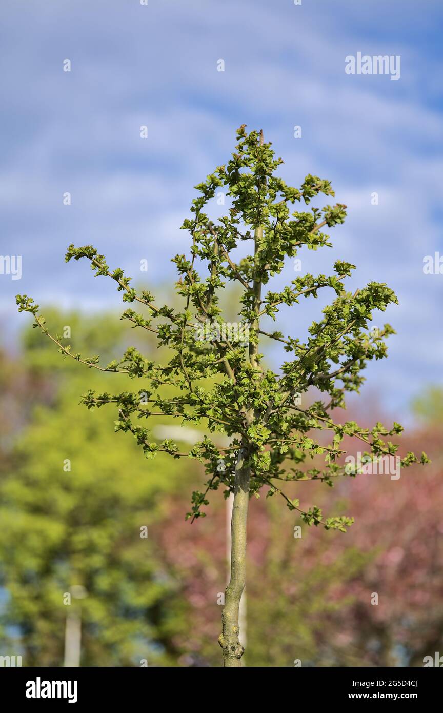 Ireland high resolution industry hi-res stock photography and images ...