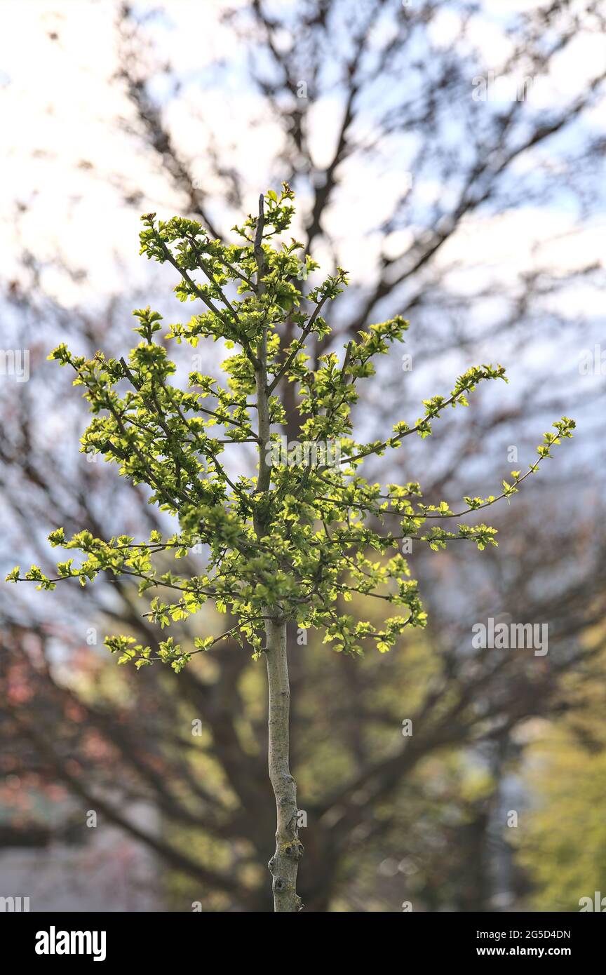 Beautiful vertical spring view of young tree with fresh spring leaves ...