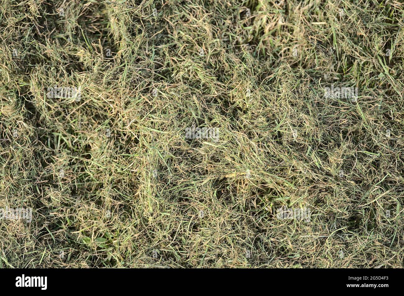 Beautiful closeup spring view of faded dry cut lawn grass in Ballawley ...