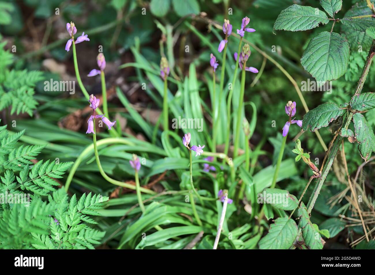 Beautiful closeup view of spring bluebell (Hyacinthoides non-scripta ...