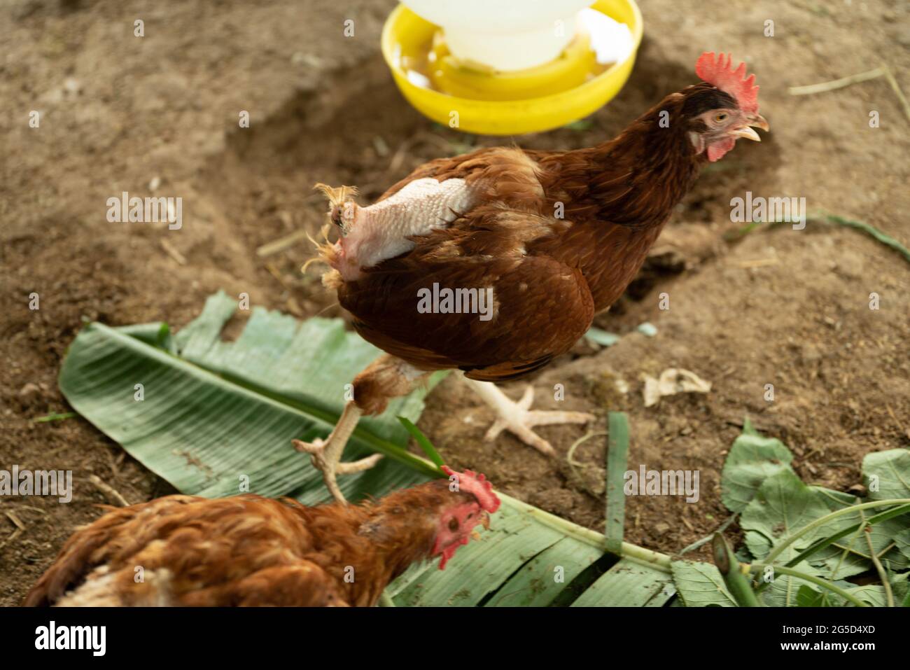 Hens in bio farm.,Chickens in farm at day Stock Photo - Alamy