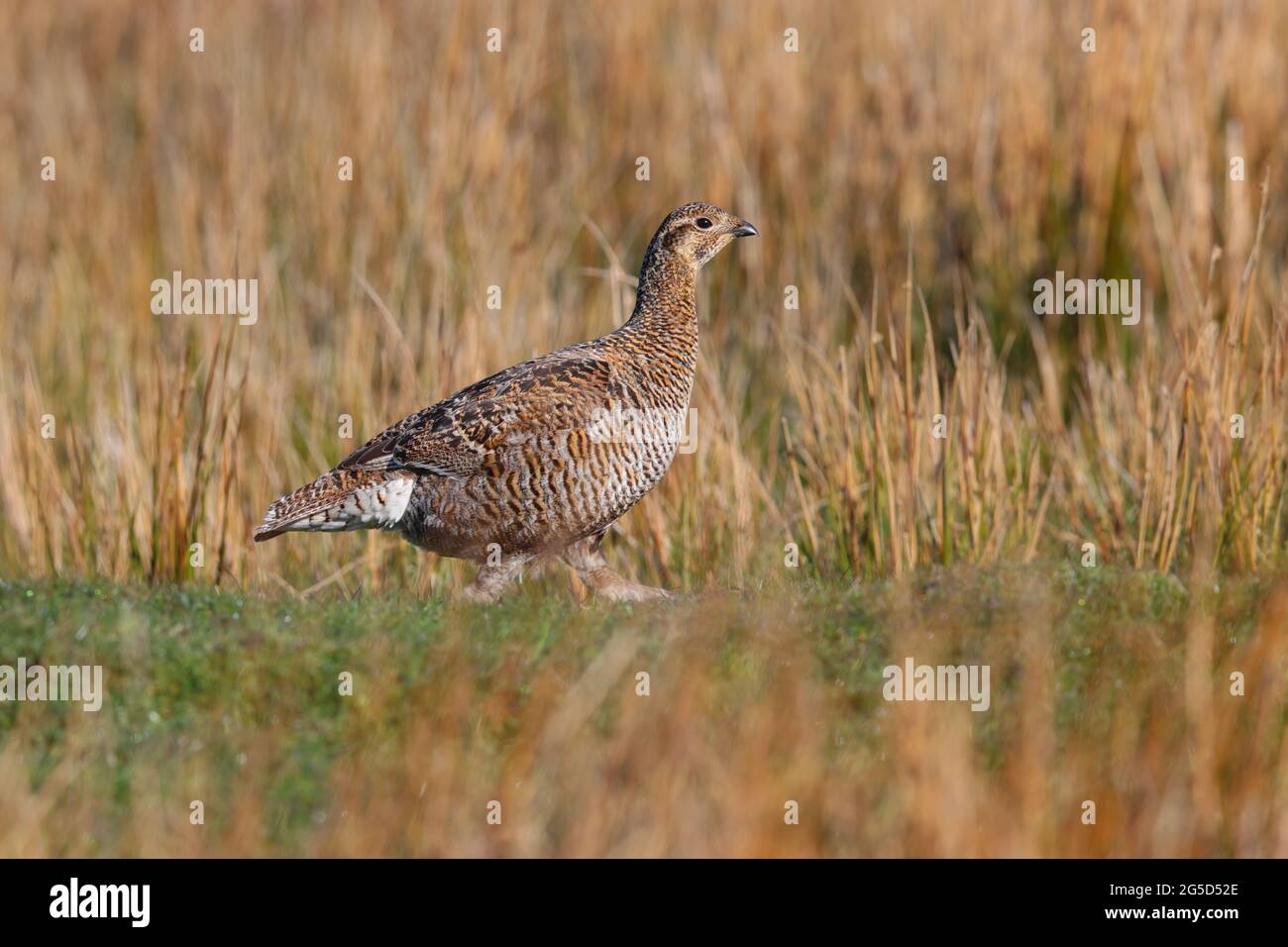 An adult female Black Grouse (Greyhen, Lyurus tetrix) in northern ...