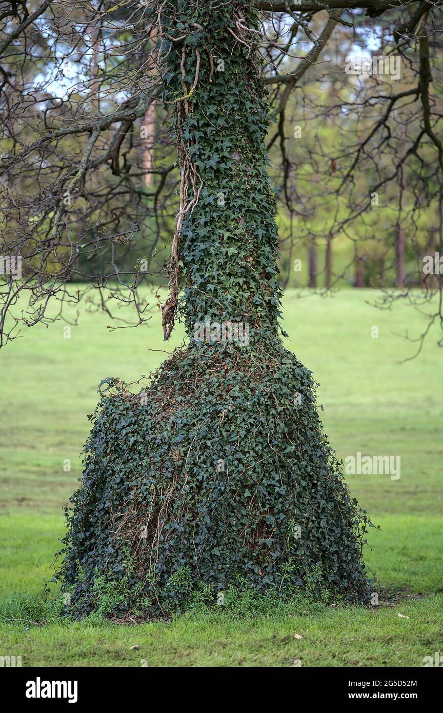 Irish ivy hedera hibernica hi-res stock photography and images - Alamy