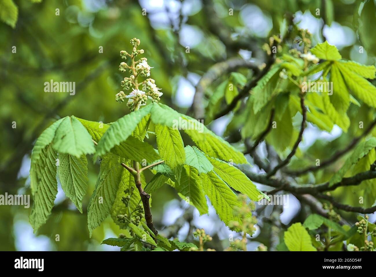 Beautiful closeup view of spring chestnut (Castanea) tree buds and ...