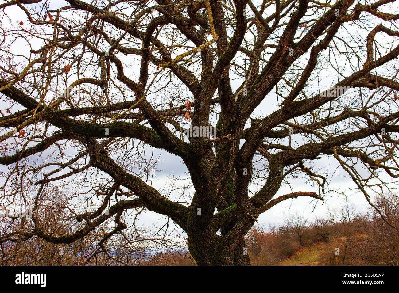 Winding crown hi-res stock photography and images - Alamy