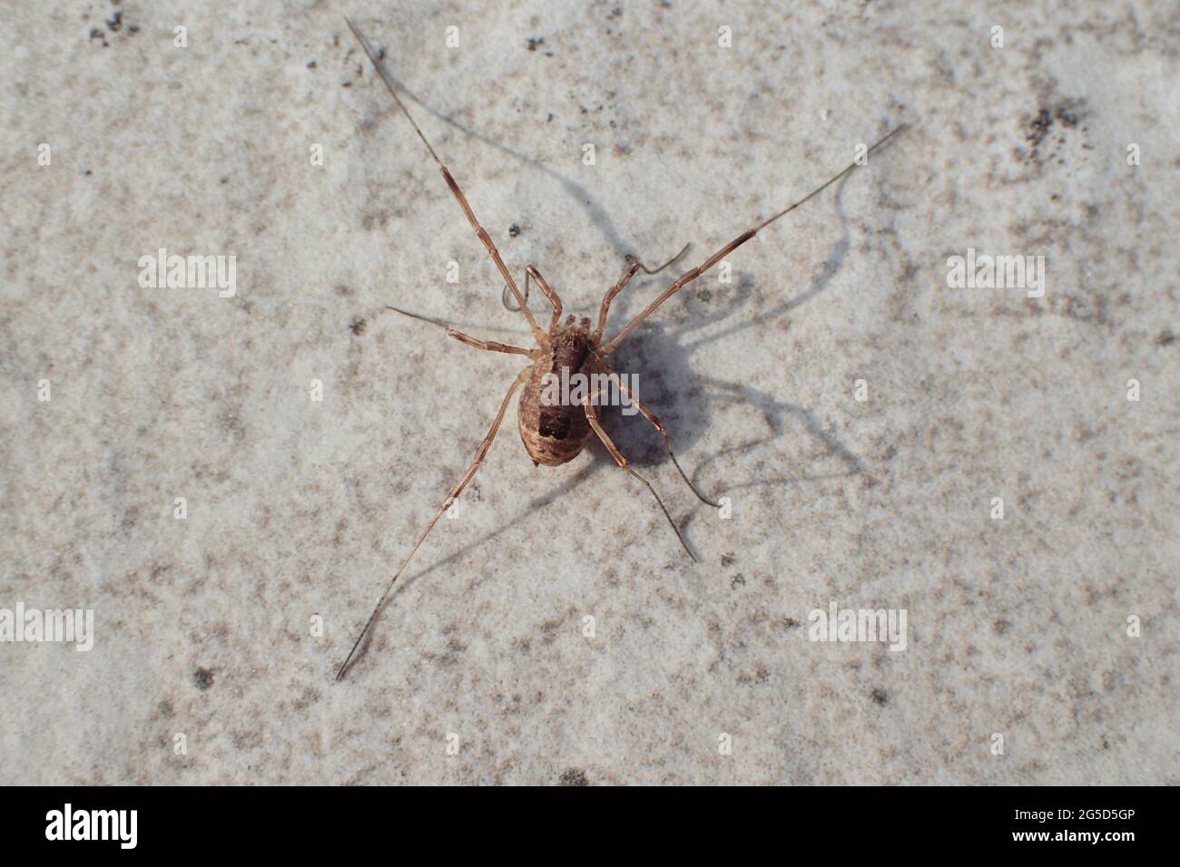Top view of long-legged spider Stock Photo - Alamy