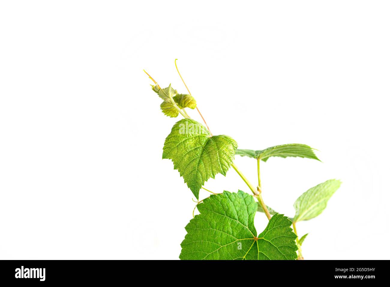 Vine grape shoot isolated on white background Stock Photo - Alamy