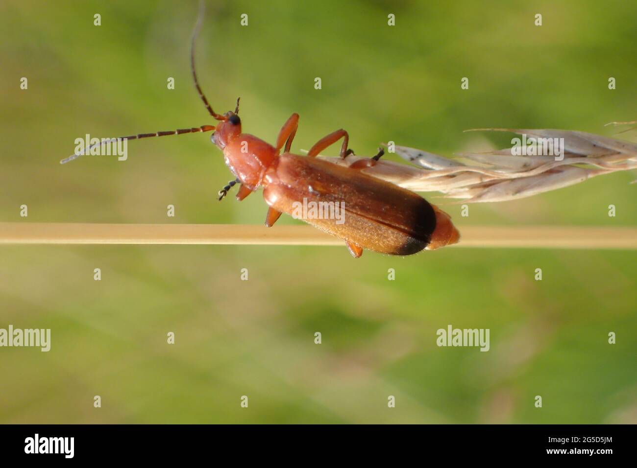 Soft winged beetle hi-res stock photography and images - Alamy