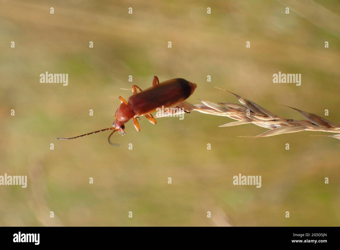 Closeup of Red cockroach on a plant Stock Photo - Alamy