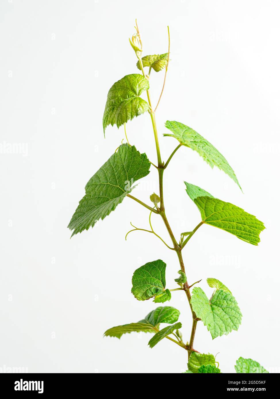 Vine grape shoot isolated on white background Stock Photo - Alamy