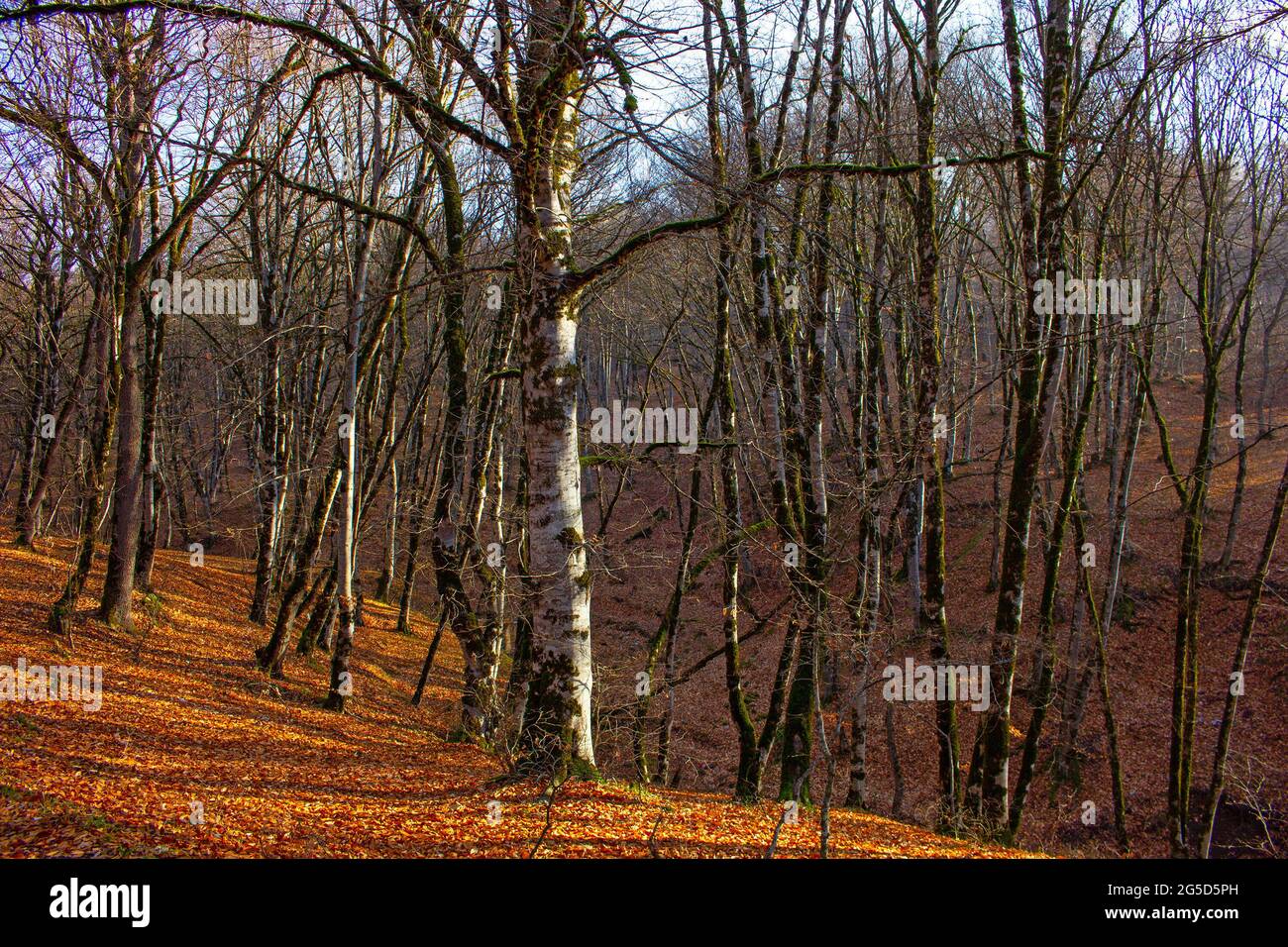 Fallen trees in the autumn forest. Azerbaijan. Ismayilli region Stock ...