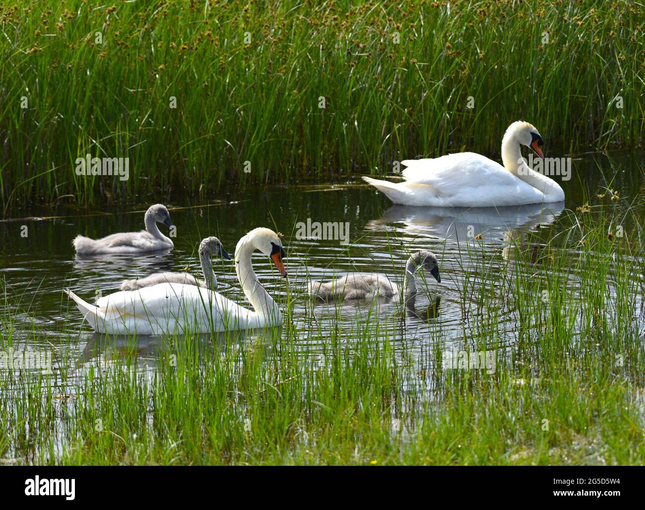 26/06/2021 Gravesend UK Swans and cygnets on the Thames and Medway ...
