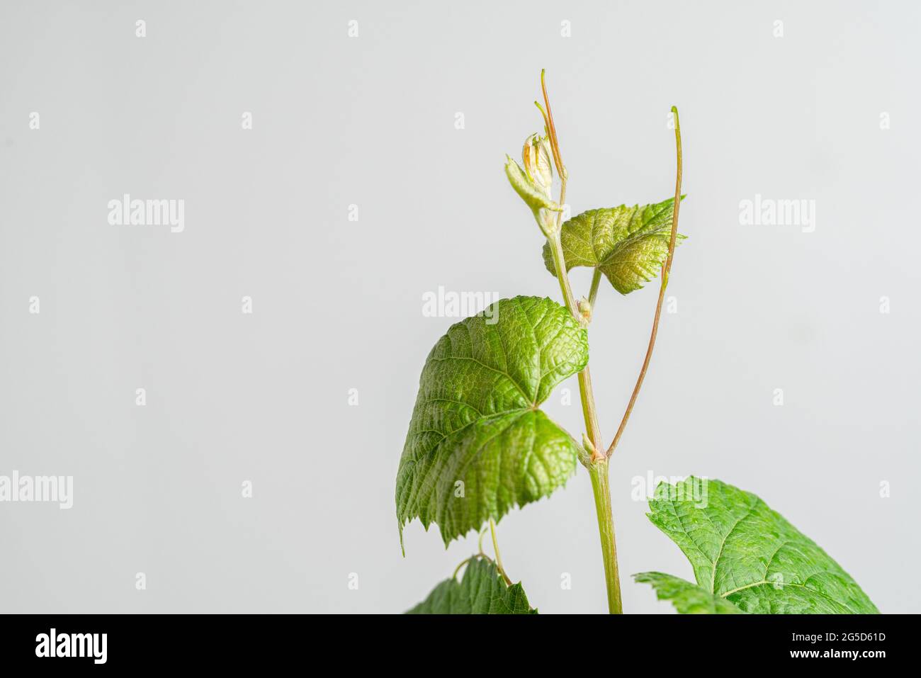 Vine grape shoot isolated on white background Stock Photo - Alamy