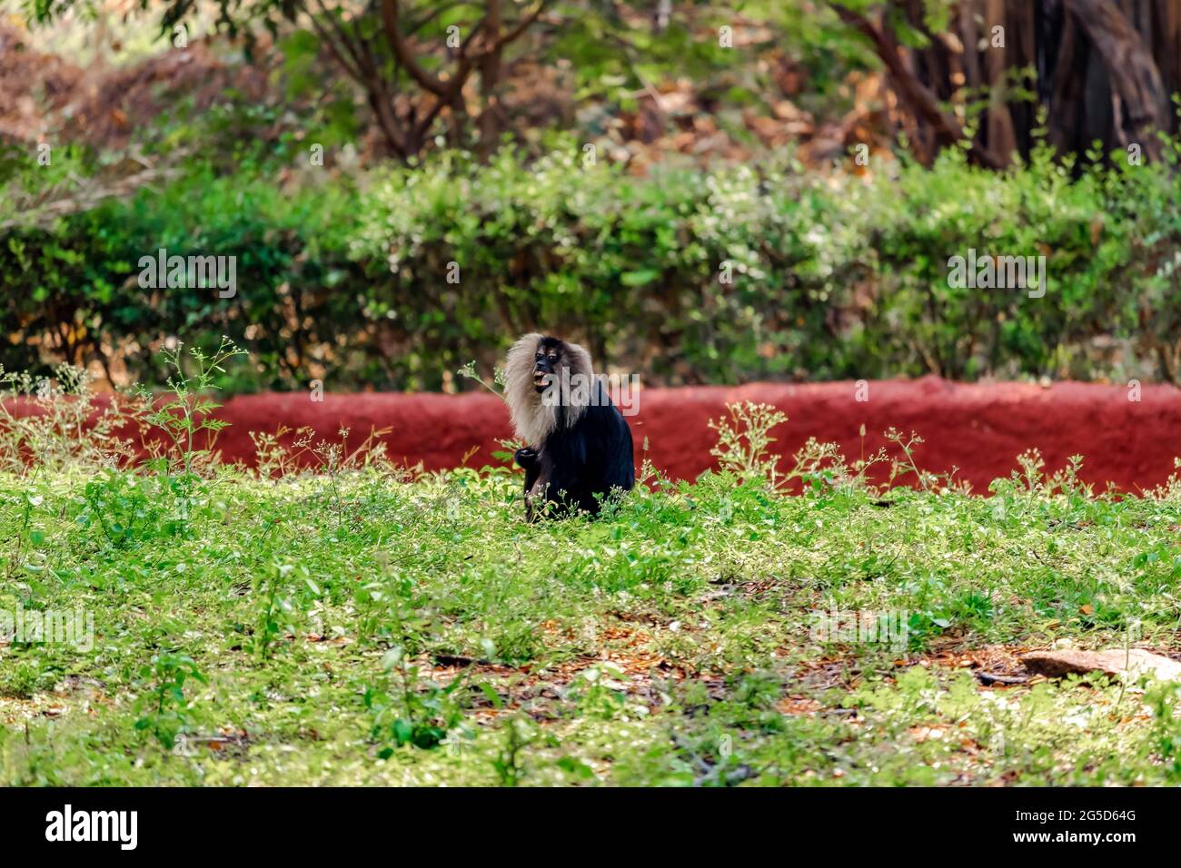 Monkey at Zoo , Ape Stock Photo - Alamy