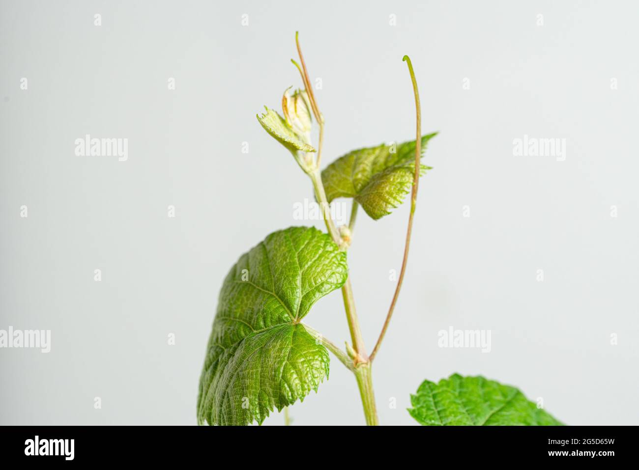 Vine grape shoot isolated on white background Stock Photo - Alamy