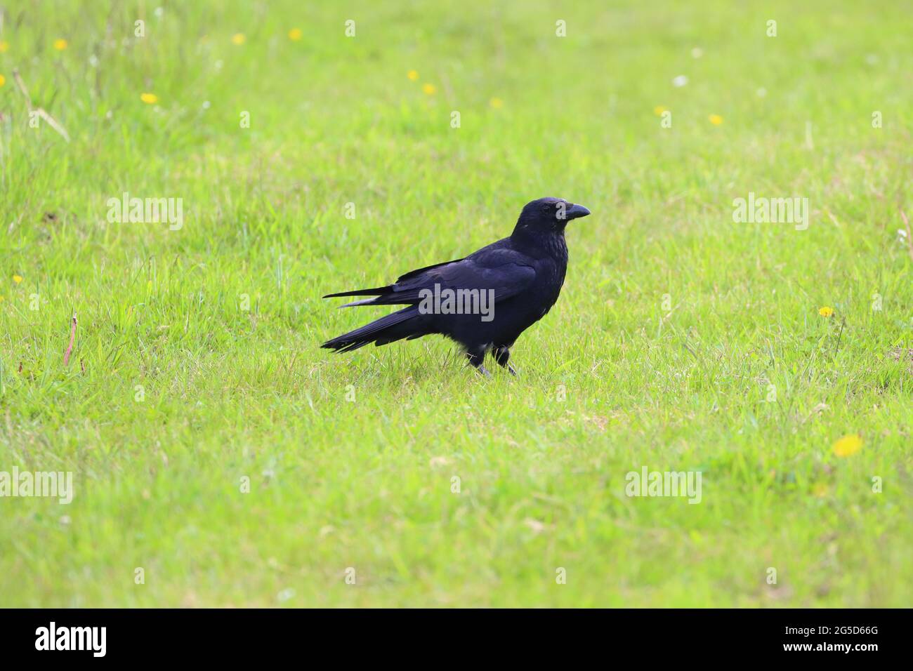 Crows feet hi-res stock photography and images - Alamy