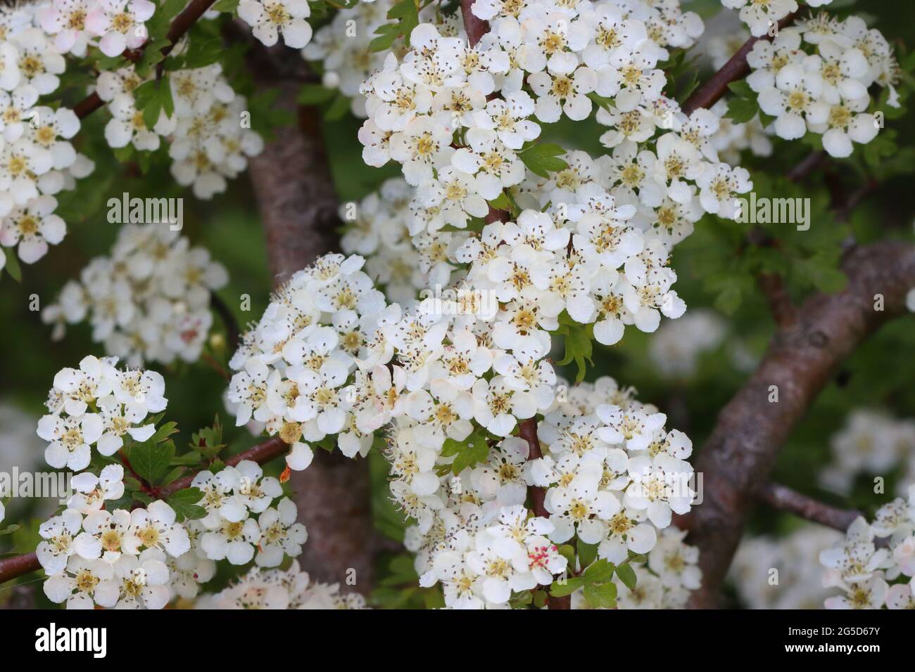 Hawthorn tree blossom hi-res stock photography and images - Alamy