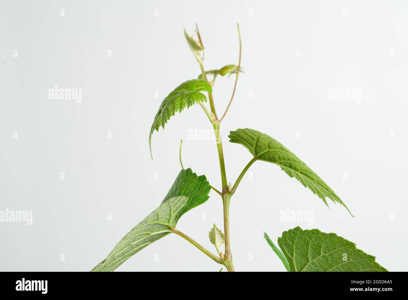 Vine grape shoot isolated on white background Stock Photo - Alamy