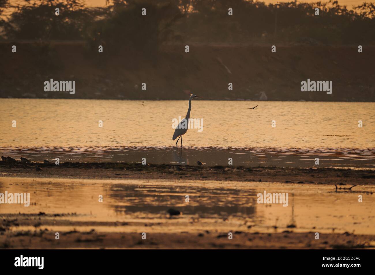 Sea water bird photography hi-res stock photography and images - Alamy