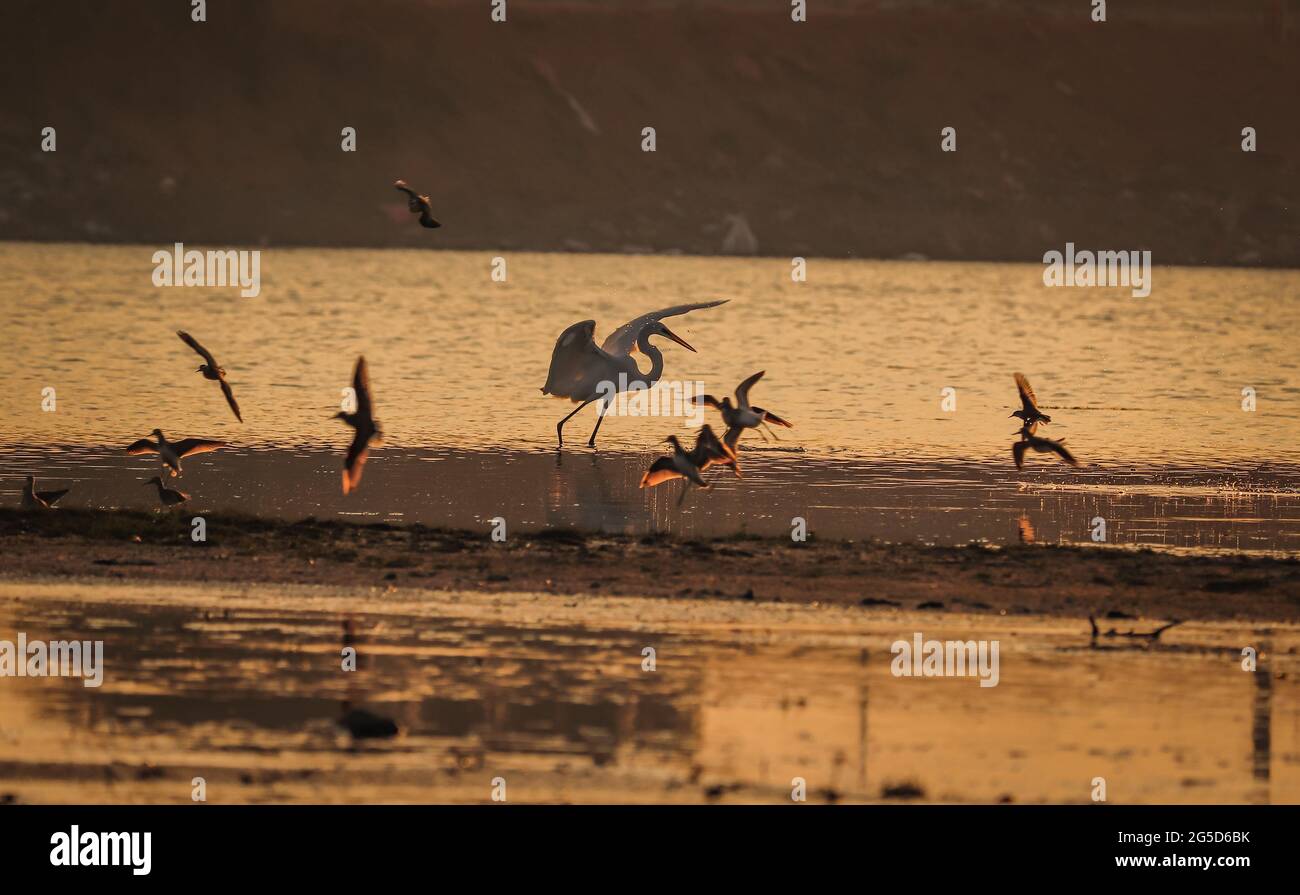 Sea water bird photography hi-res stock photography and images - Alamy