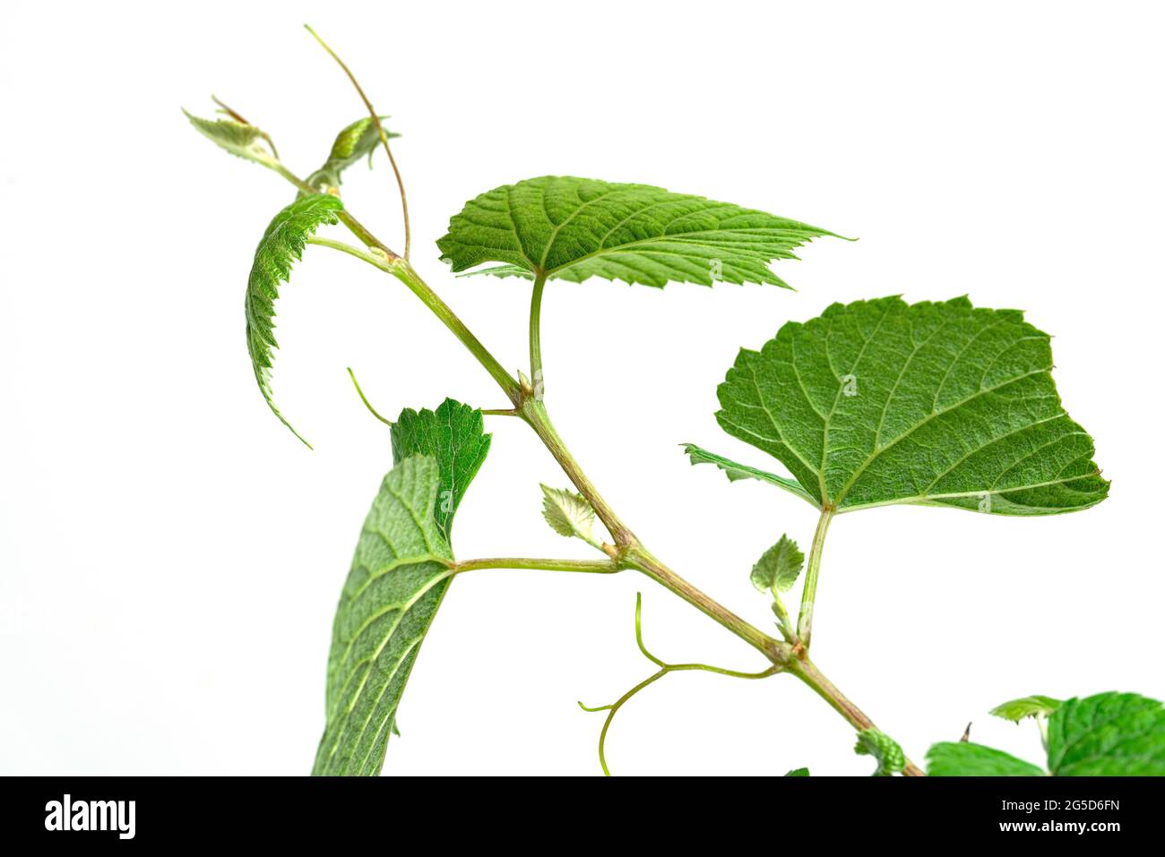 Vine grape shoot isolated on white background Stock Photo - Alamy