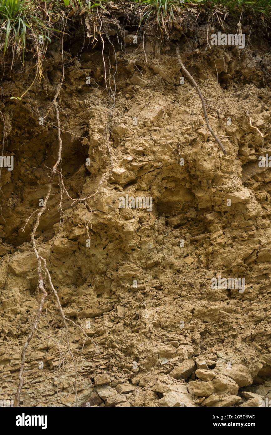 visible layers of lithosol type soil in Bieszczady Mountains Stock ...