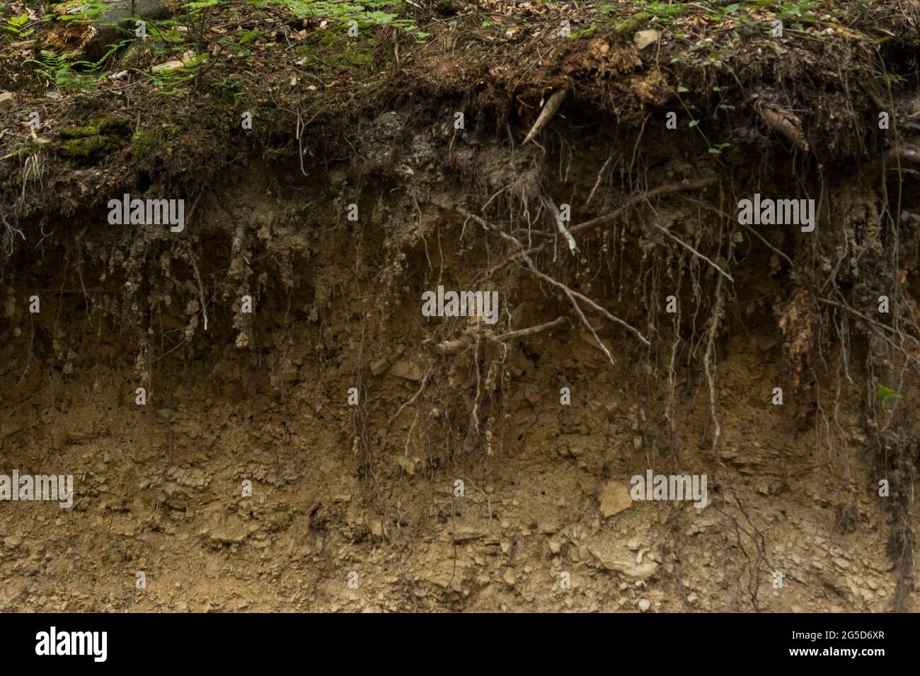 Lithosol hi-res stock photography and images - Alamy