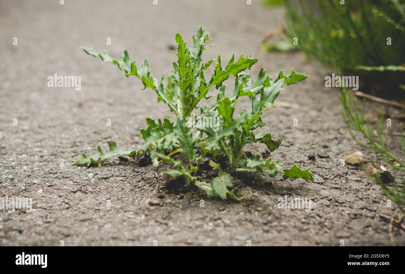 detail of a small plant growing through an asphalt Stock Photo - Alamy