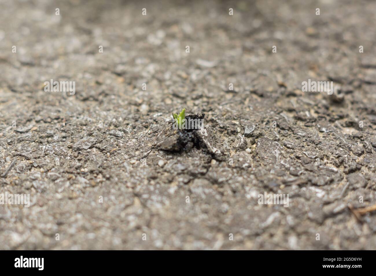 detail of a small plant growing through an asphalt Stock Photo - Alamy