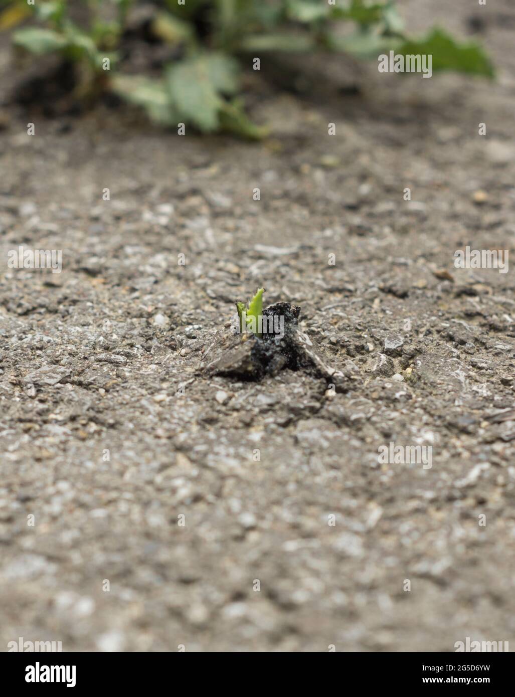 detail of a small plant growing through an asphalt Stock Photo - Alamy