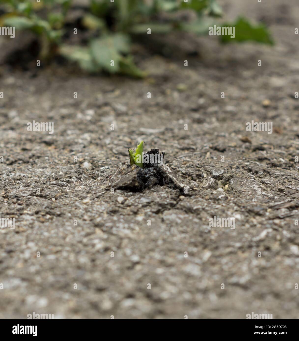detail of a small plant growing through an asphalt Stock Photo - Alamy