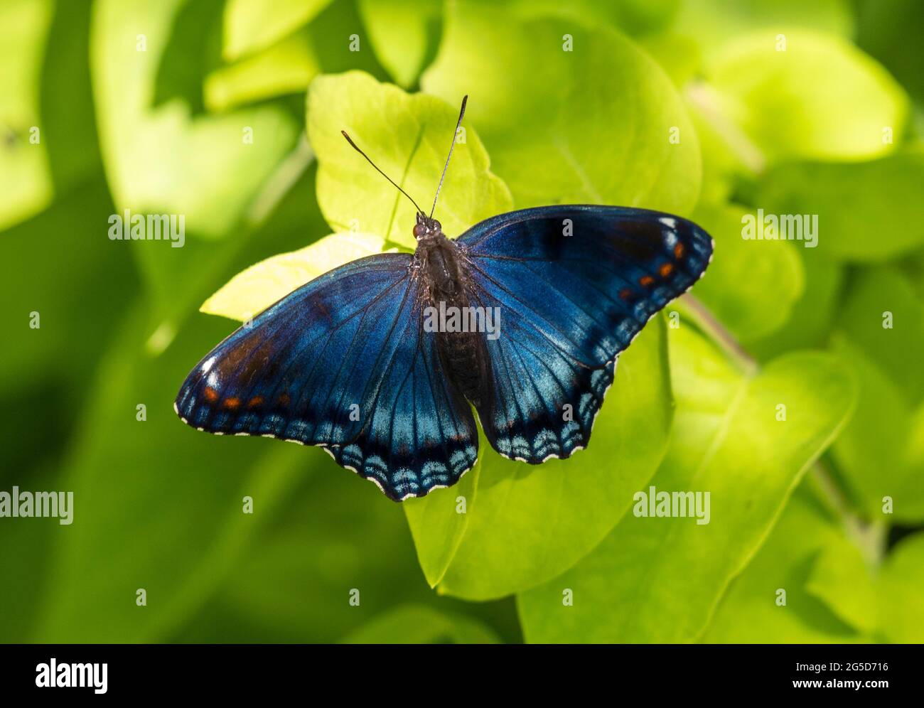 Red-spotted Purple Admiral Butterfly, Limenitis arthemis astyanax, has ...
