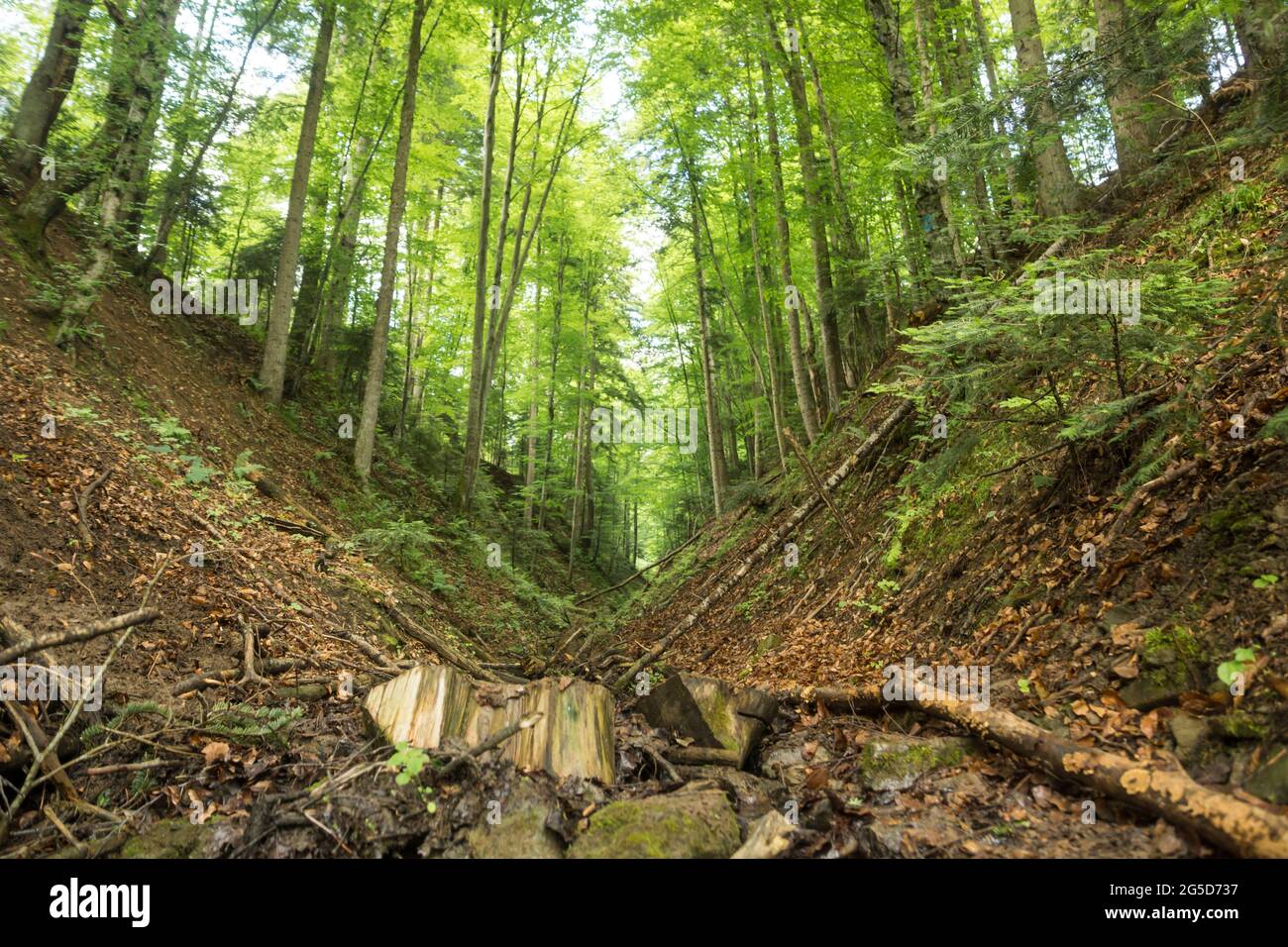 landscape with a V shaped valley inside of a forest in mountains Stock ...