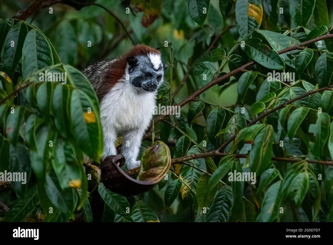 Geoffroy's tamarin monkey on a tree looking for food in the rain forest ...