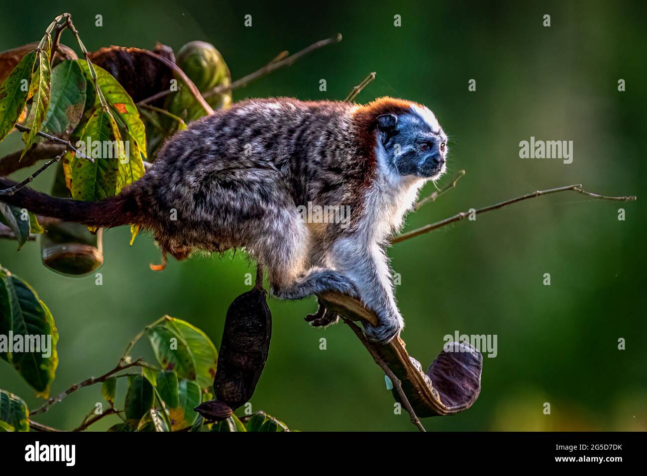 Geoffroy's tamarin monkey on a tree looking for food in the rain forest ...