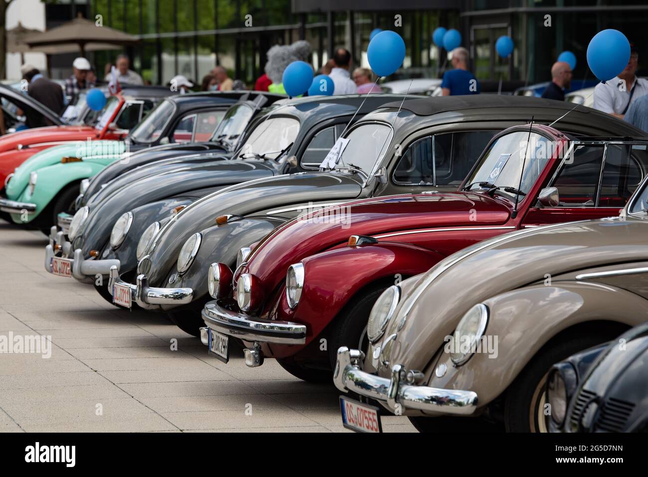 Types of beetles hi-res stock photography and images - Alamy