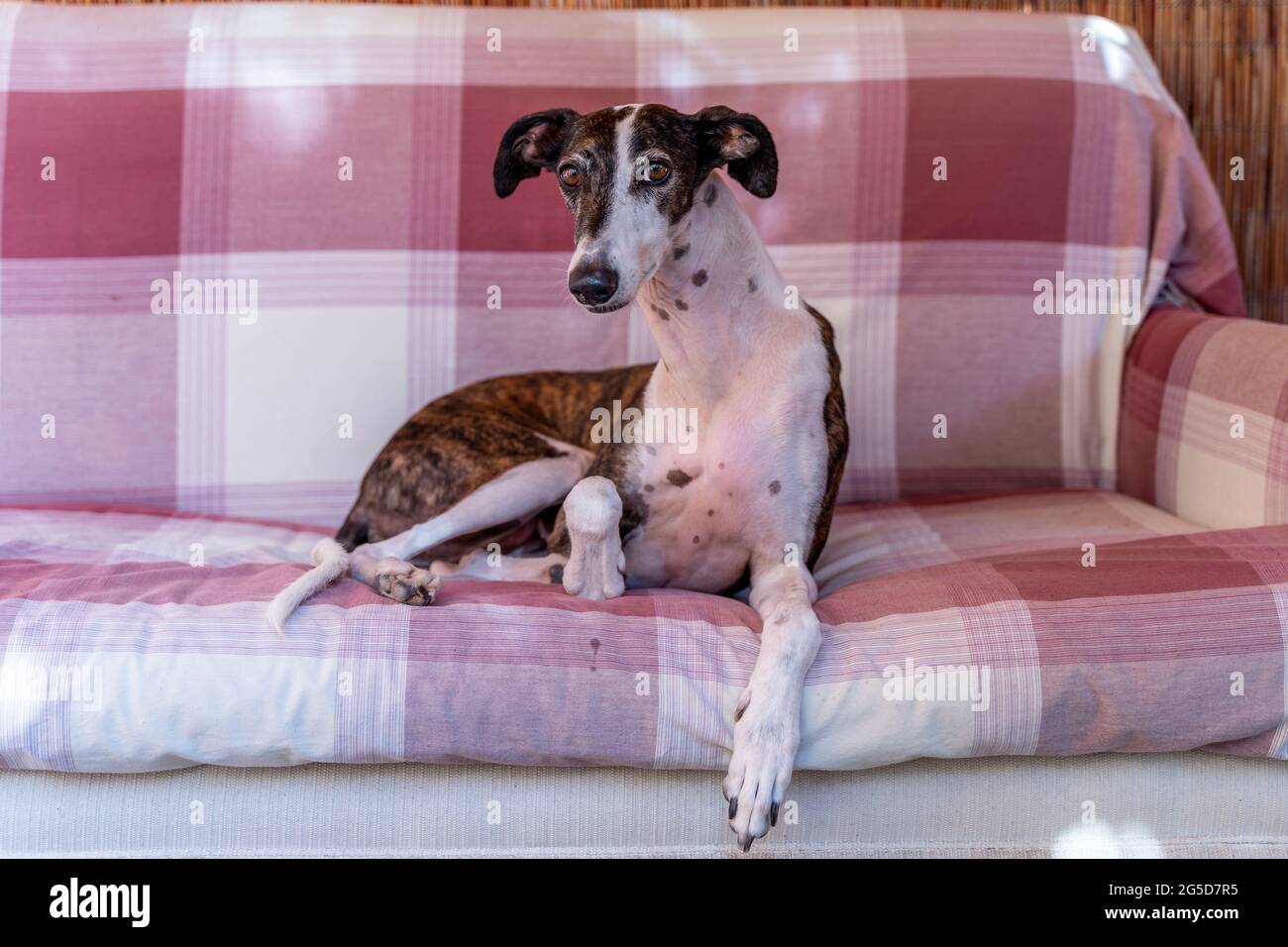 portrait of young hunting dog while relaxing lying on the sofa at home ...