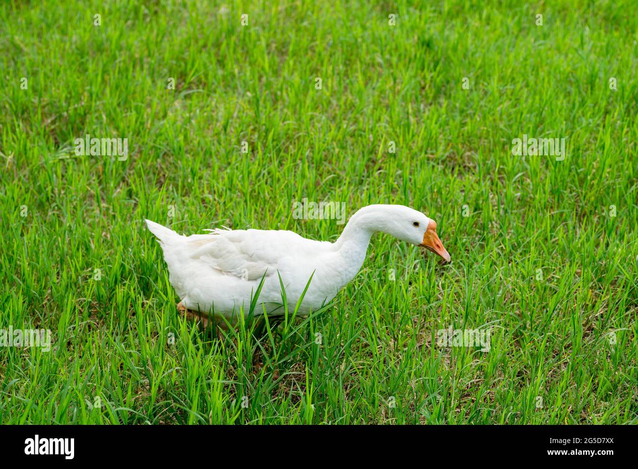 white geese on green lawn, geese walking on lawn Stock Photo - Alamy