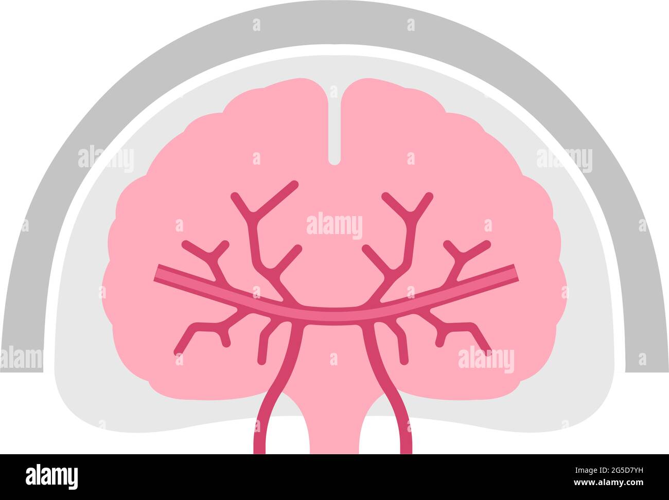 Simplified human brain vector illustration Stock Vector Image & Art - Alamy