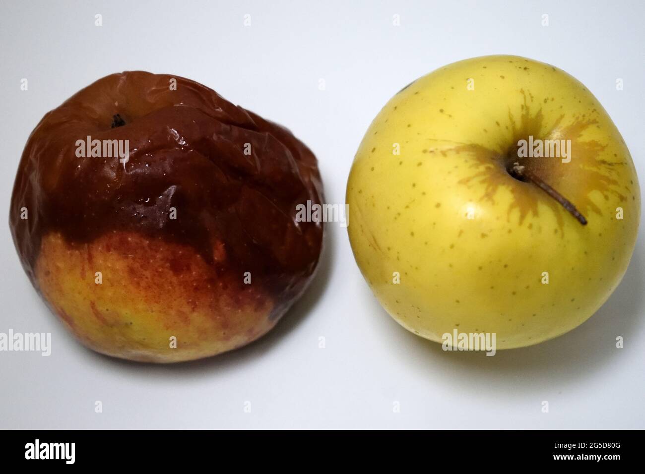 rotten single apple with affected by some fungus beside an intact ...
